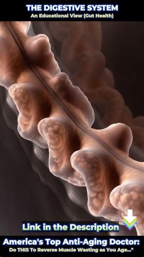 #MedicalEducation #HumanAnatomy #digestivesystem