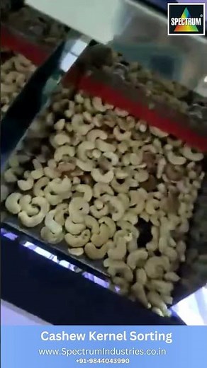 Cashew Kernel Sorting | Spectrum Color Sorter