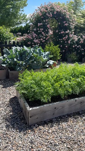 67K views · 10K reactions | 復 Things are starting to get real out in the garden! I harvested another 25 lbs of strawberries yesterday afternoon to freeze, snow peas to eat fresh, and our first head of broccoli today!  | Garden Answer | Facebook