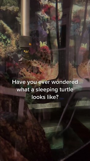 Fascinating Facts About Yellow Bellied Slider Turtles