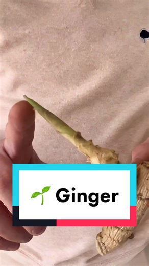 Growing Ginger From Root - Plant DIY Ginger Planting Guide