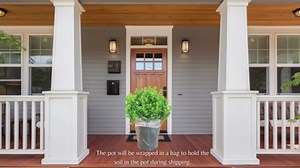 PROVEN WINNERS 5 Gal. Sprinter Boxwood Shrub with Glossy Evergreen Foliage 18364