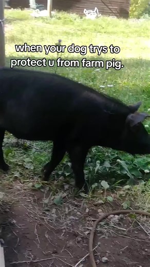 he feels the need to protect me from pig#xyzbca #fypシ゚viral
