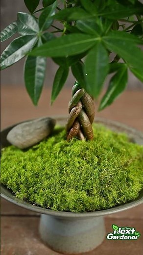 How to decorate and gift a money tree plant #moneytree