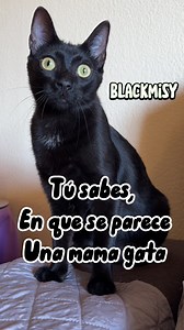 Razón tiene 😅 #gatos #humorgatos #cat #cats #catslover #gatosgraciosos #gatillo #chistes | BlackMisy