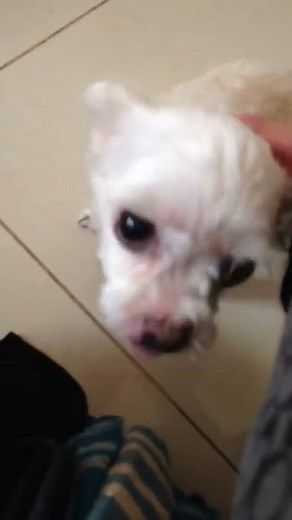 Amour passionnel entre un chien et sa maîtresse