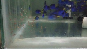 27K views · 516 reactions | Paracanthurus hepatus captive raised from post larval stage collection GUARANTEE FED WITH PELLET FOOD (see video). First-come, first-served ! Available today to be delivered anywhere in Europe to the door of our trade customers on friday 27 january 2017. For any enquiry (trade ONLY), please contact our sales staff: info@amblard.com | Amblard France | Facebook