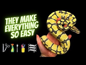 Most Useful And Necessary Tools To Breed Ball Pythons!
