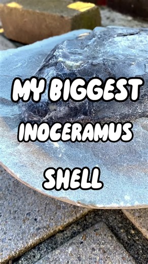 Inoceramus Shell: A Cretaceous Fossil Collection Gem
