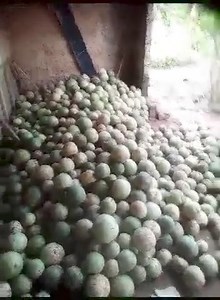 It was great, our people are happy and very appropriative of IPOB agricultural revolution..We are glad for your farm produce. As I said before, you haven't seen anything yet. Our people really invested heavily in Agriculture following IPOB call that we must return to farm and grow our own food and become food sufficient people. | Radio Biafra