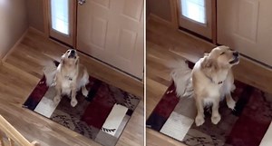 Howling Dog Hilariously Reacts When He Realizes He’s Not Home Alone