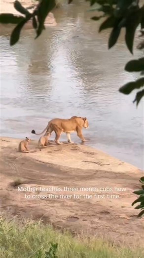 1.5M views · 27K reactions | Heart-melting sighting as these tiny...