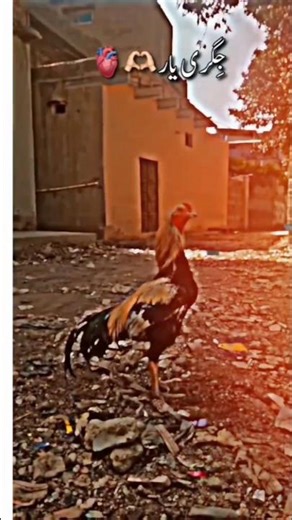 Kala Java price 11000