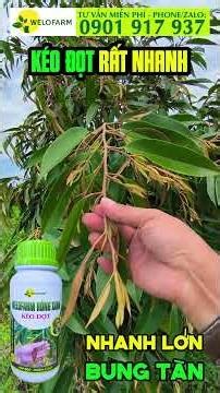 HOW TO SPRAY PESTICIDE TO MAKE SPRINGS GROW AT THE SAME TIME