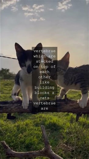 The Uncanny Flexibility of Feline Anatomy Unpacking the Secrets Behind a Cats BackAs we...