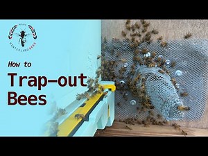 How to Remove Bees from a Tree by Trap out