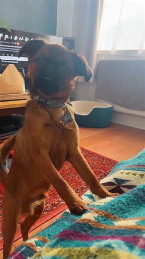 Fart 💨 prank on dogs🤣🤣 #reelsviralシ #reelsvideoシ #reelsviralシfb #reelsviral #funnyreels #reels #doglove #instagram #doglover #reelsfypシ | Faithfully Best