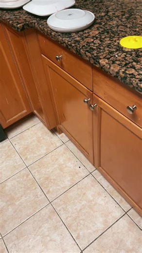 Essential Kitchen Appliances for Every Home