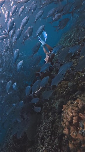 🧜‍♀️ Coach Pao 🤿 Boo-Yah Freediving 🌴 Fins & Tonic 🎨 Christian Cee Learn Freediving with Boo-Yah Freediving!🧜‍♀️🧜🤿🐟 Send DM for inquiries. Sea you soon.🌊🌊🌊 Please don't forget to like,follow and share the page. Thanks much!☺️ #booyahfreediving #booyahintrotofreediving #booyahfundive #booyahresidentdiver #booyahSeatizen #batangbooyah #booyahbabies #freedivelife #freedive #freediver #freedivinginbatangas #philippinesfreediving #freediving #ganitokamesabooyah | Boo-Yah Freediving