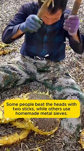 Sunflower Seed Harvesting and Processing #lovegardening #gardeningisfun #countrygarden #veggiegarden #happygardening | Gardenning Moment