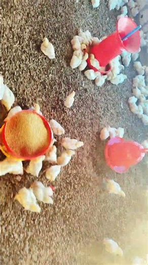 #Day-8 #maragha #chickenfarming #chicken #viralvideo #youtubeshorts #shorts #maragha