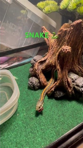 #funny so cute snake eating￼