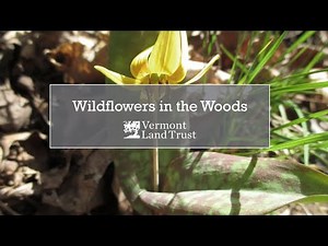 Wildflower ID for Beginners