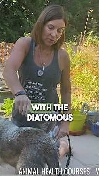 How to apply natural flea powder to dogs