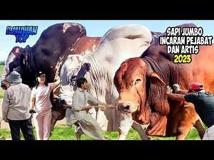 HERE ARE 15 GIANT COWS OF 2023 IN INDONESIA, WEIGHTING OVER 1 TON, CONTEST CHAMPIONS, LARGEST AND...