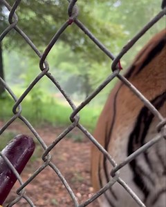 Good morning from Kamali! The exotics got bloodsicles yesterday and they ALL loved them. Turn on your sound for Kamali’s reaction ❤️ | Cedarhill Animal Sanctuary