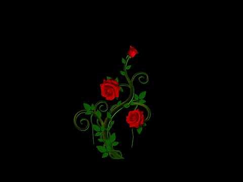 ROSE ANIMATION | SWIRL | FLOURISH | FLORAL | MOTION GRAPHIC | AFTER EFFECT CC | GROWING VINES