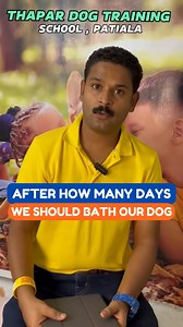 After how many days we should bath our dog?🐶🛁Read caption👇 CONTACT US FOR DOG TRAINING 9876143761 #dogtrainer #dogtraining #dogbehavior #baddogbehaviour #dogtips#dogtrainingtips#thaparpetshop ko#puppytips #dogtraininglife #dogtrainingclasses #dogtrainersofinstagram #positivereinforcement #dogtraining101 #dogtrainingmadeeasy #dogtrainingadvice #dogtraininghelp #dogcoach #dogcoaching #certifieddogtrainer #dogtrainingcareer #dogtrainingjourney#dogtrainingcommunity #dogtrainingpro# Smartdogs#dogp