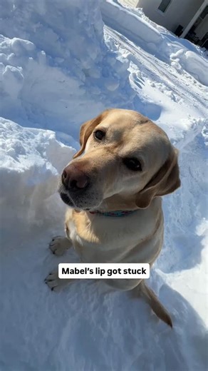 Behold, the female Labrador in all her majestic glory | Dog Named Stella
