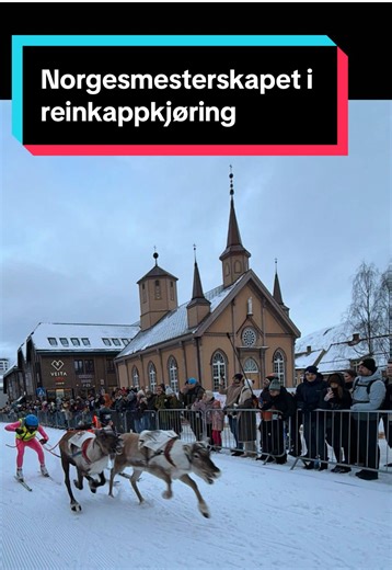 The reindeer race marks the end of the Sami week in Tromsø #reindeerrace #samiweek #tromsø #reindeerracing #reindeerrun
