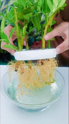 Rooting Lemon Cuttings in Water: A Practical Step-by-Step 🌱🍋