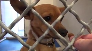 4.2K views · 308 reactions | RESCUED - moved to SAFE Album 01/18 NOT...