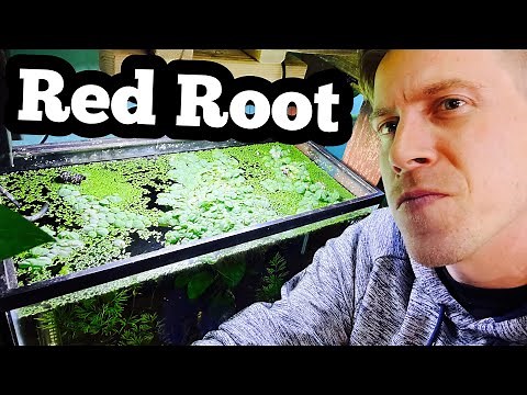 Red Root Floater Care - Not Super Easy