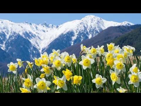 The Quiet Beauty of Spring, Beautiful Relaxing Music, Peaceful Soothing Music, by Tim Janis
