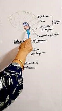 Brain stem : A link between brain and spinal cord || Cental Nervous System #neet Biology