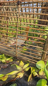 Unique Fish Trapping | Daily Fishing Life