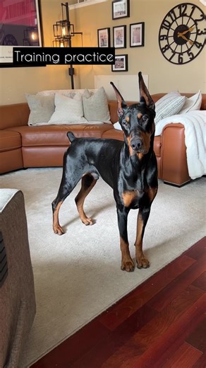 Practicing what we've learned. We try and practice these simple commands as much as possible. He learned most of them when he was a puppy but, just like with humans, if you don't use it you lose it. We constantly reinforce it as much as possible, with and without treats. Consistency, repetition and patiences is key to long term success. Learn from trainers, social media, YouTube, etc. but be consistent and you and your pup will reap the rewards. #bruceofrubydoobydo #brucethedoberman #doberman #d