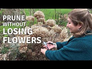 How to Prune Hydrangeas 🌿 Old Wood vs New Growth Explained // Cottoverdi