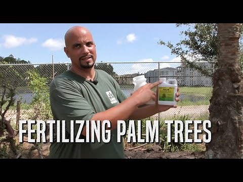 Fertilizing Palm Trees