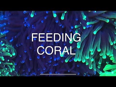 Polyp Booster Reef Roids Polyp Lab Coral Feeding Saltwater Reef Aquarium