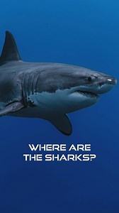 38K views · 659 reactions | From the Carolinas to the Gulf, several sharks checked in on the Global Shark Tracker—giving us fresh insight into seasonal movement and migration happening right now. Each new ping helps scientists better understand how sharks respond to changing ocean conditions. #OCEARCH #SharkTracker #GlobalSharkTracker #SharkMigration #WhiteShark #OceanScience #MarineResearch #SharkScience | OCEARCH | Facebook