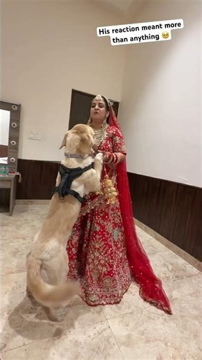 My dog seeing me as bride… 😍