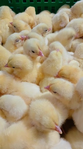Day Old Broiler Chicks: Care and Incubation Insights