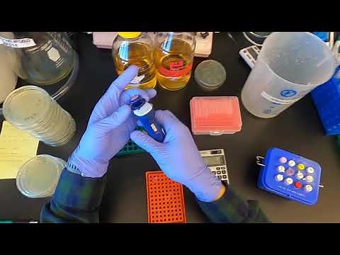 POV: How To Do a GoldenGate Assembly