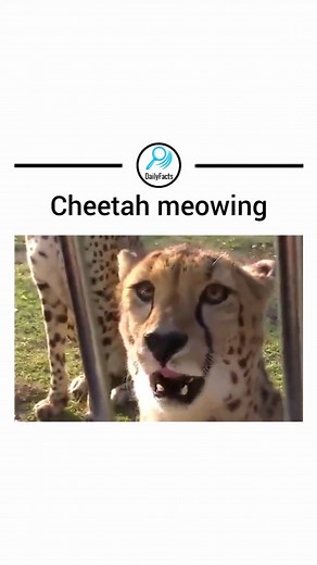Daily Facts on Instagram: "Like History? Check out our 2nd page @history_in_images Source: https://mymodernmet.com/do-cheetahs-meow/"