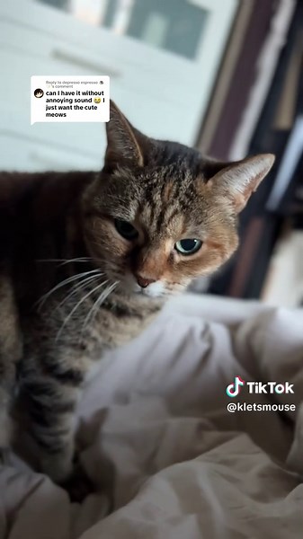 Talking Cat Moments with Mouse the Cat